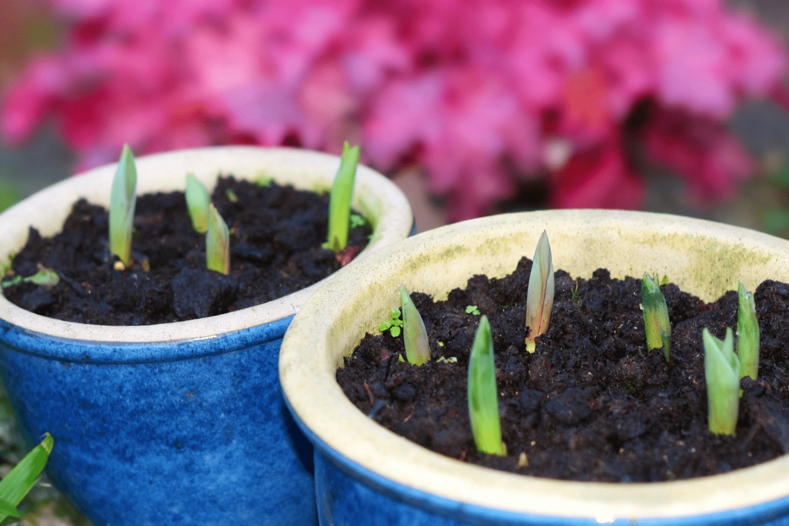 Love Your Garden Month by Month with Dennis Meredith: January ...